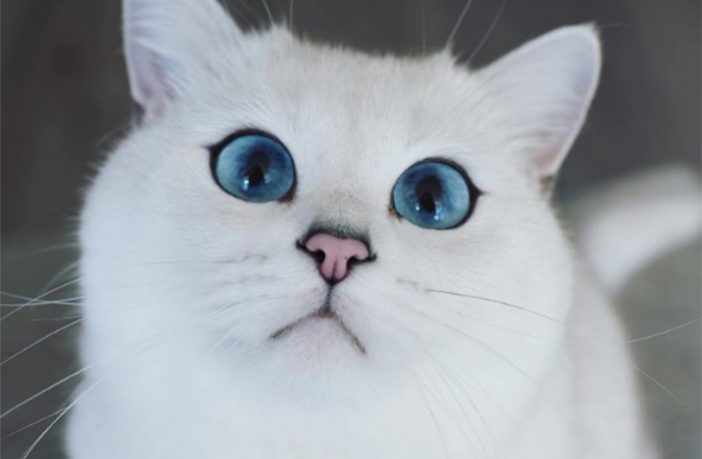 White Kitten With Ice Blue Eyes